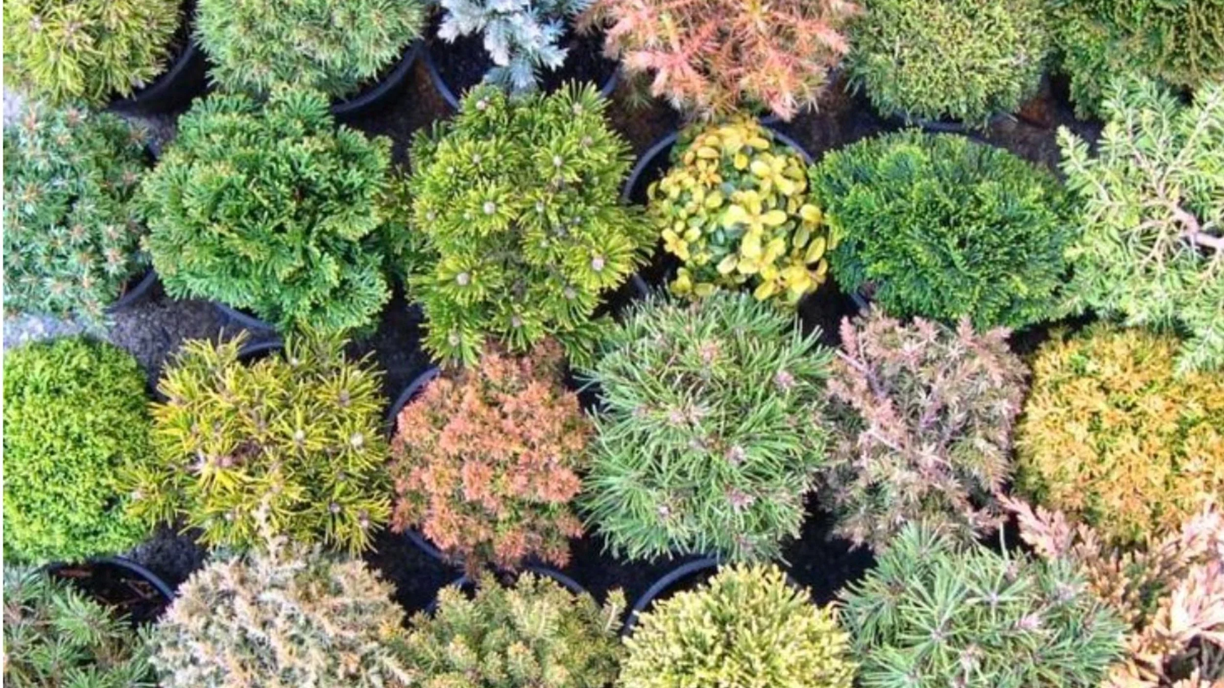 A Few New Conifers For Plant Enthusiasts — Sunnyside Nursery