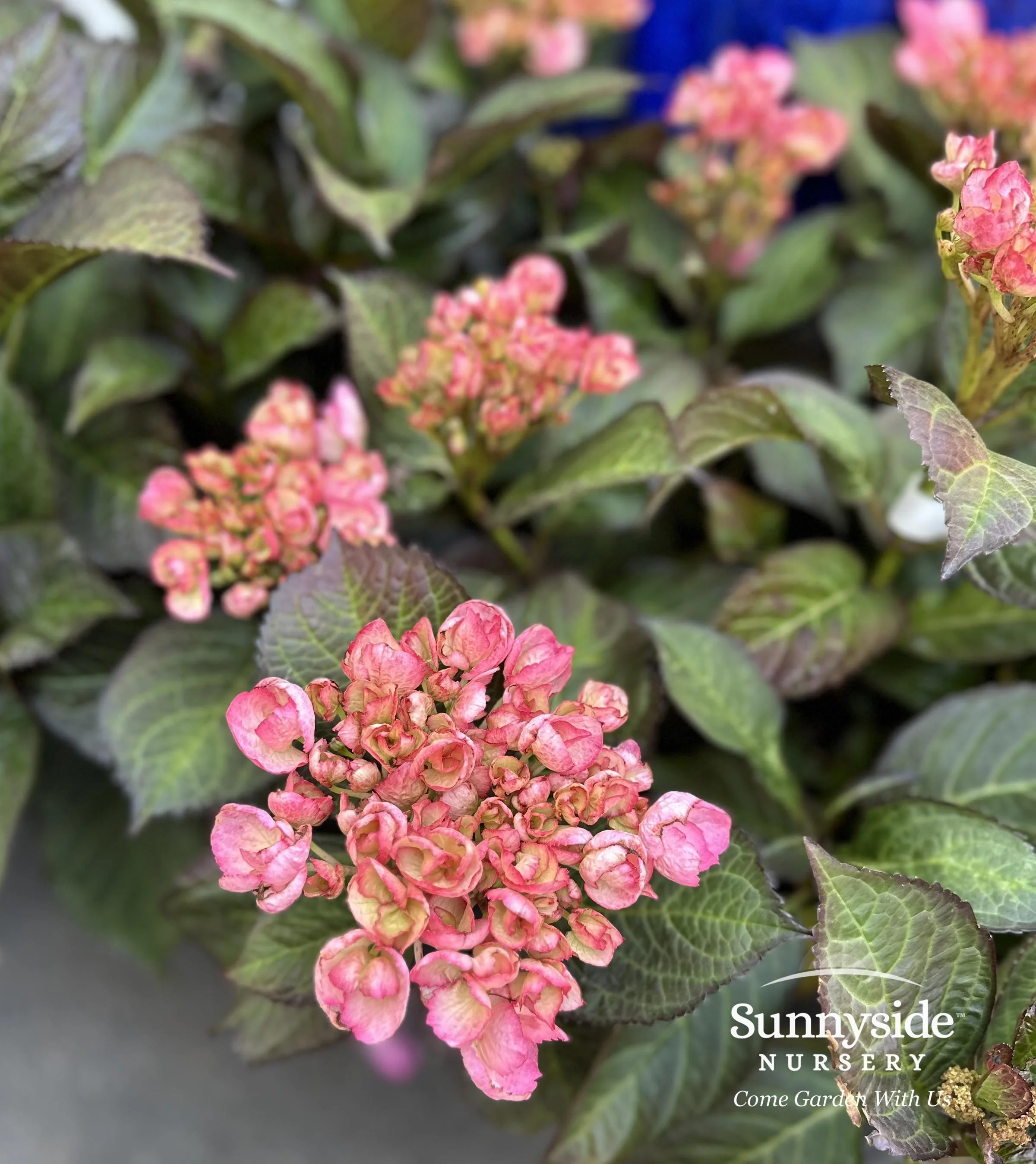 Big Leaf Hydrangeas — Sunnyside Nursery