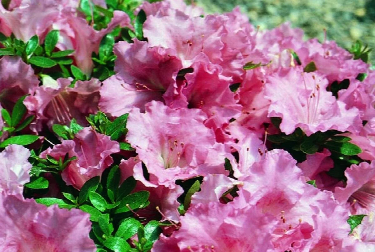 Pink Evergreen Azaleas — Sunnyside Nursery
