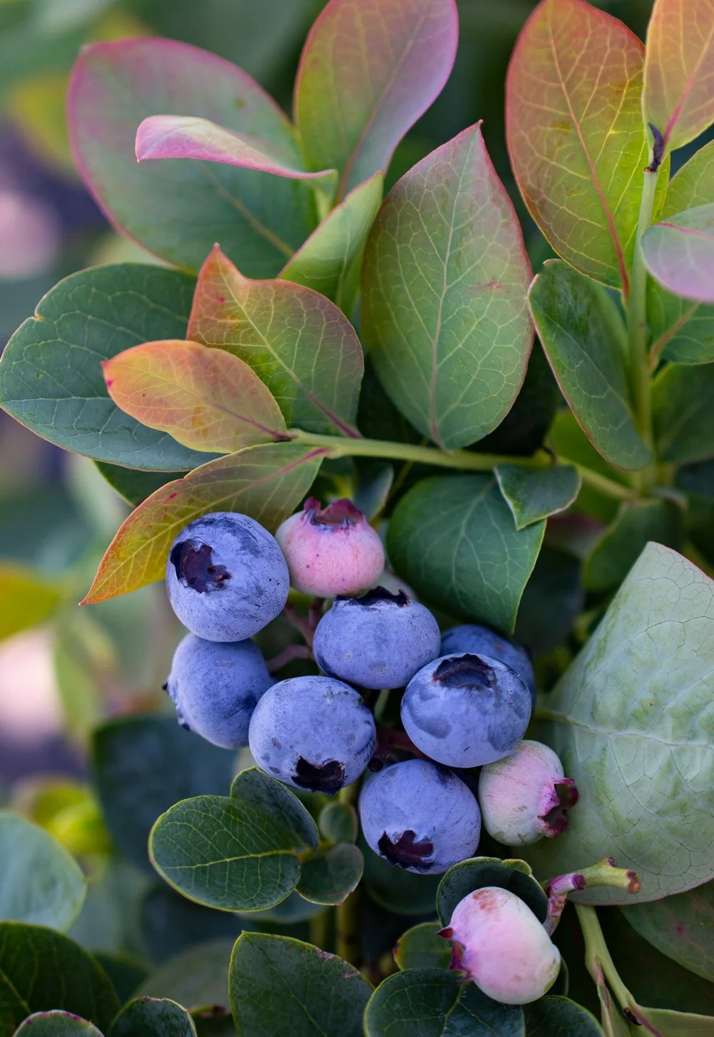 Bountiful Backyard Blueberries — Sunnyside Nursery