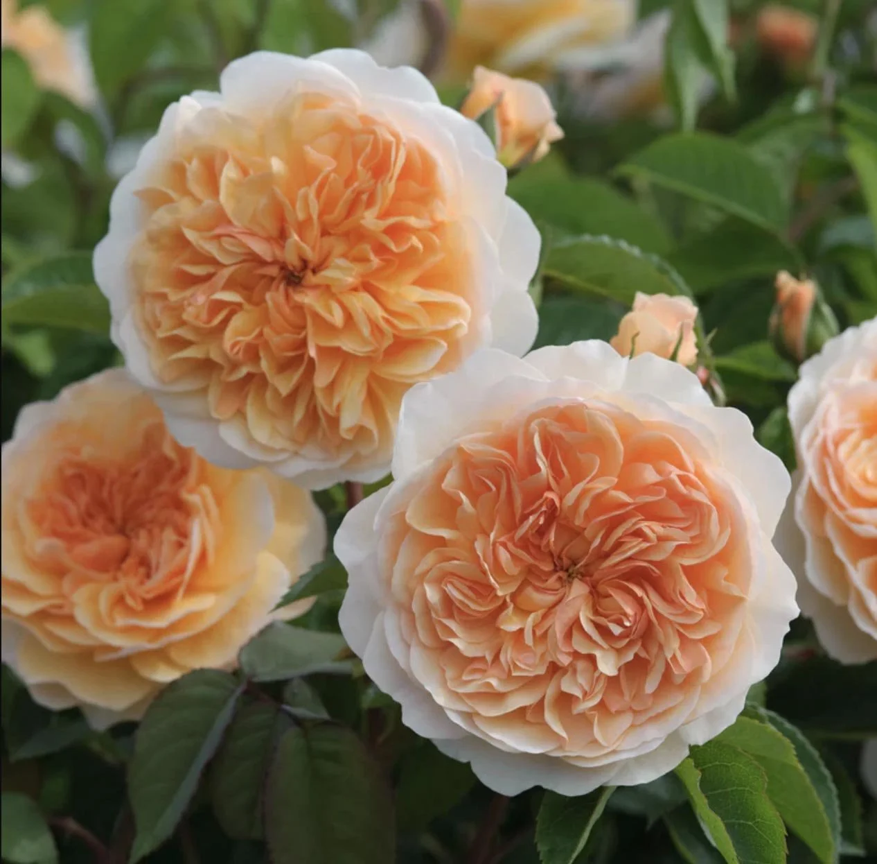 Brand New 2024 Roses — Sunnyside Nursery