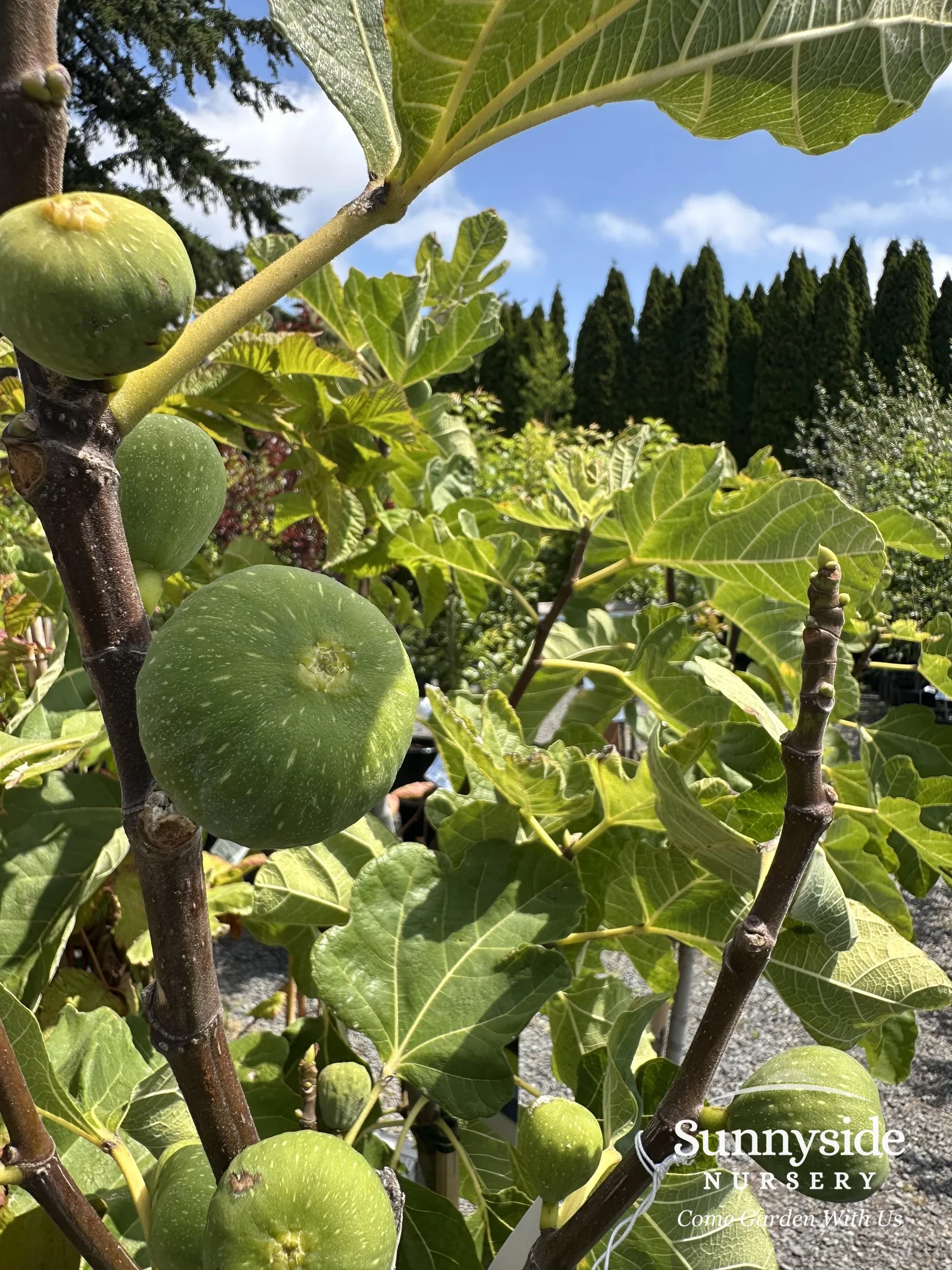 Fig Trees — Sunnyside Nursery