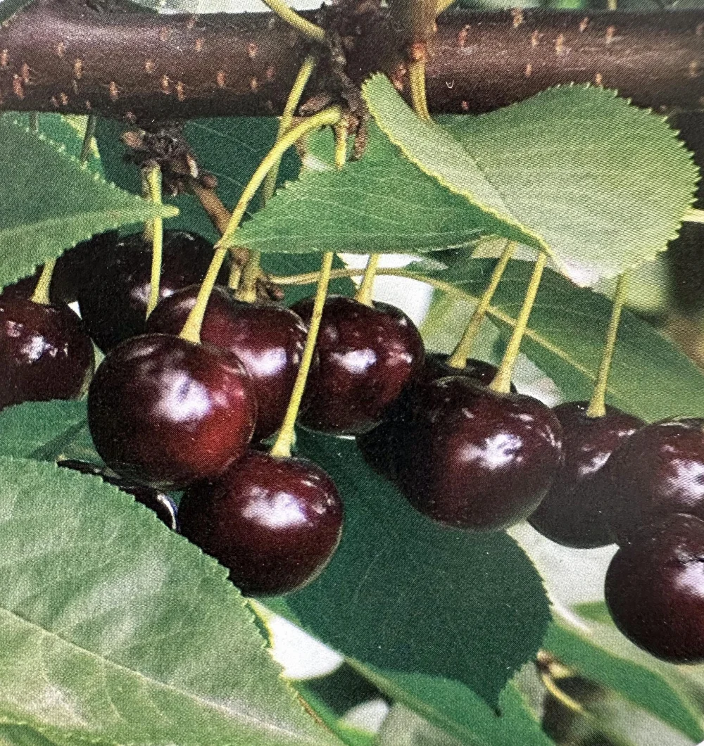 Cherry Trees — Sunnyside Nursery
