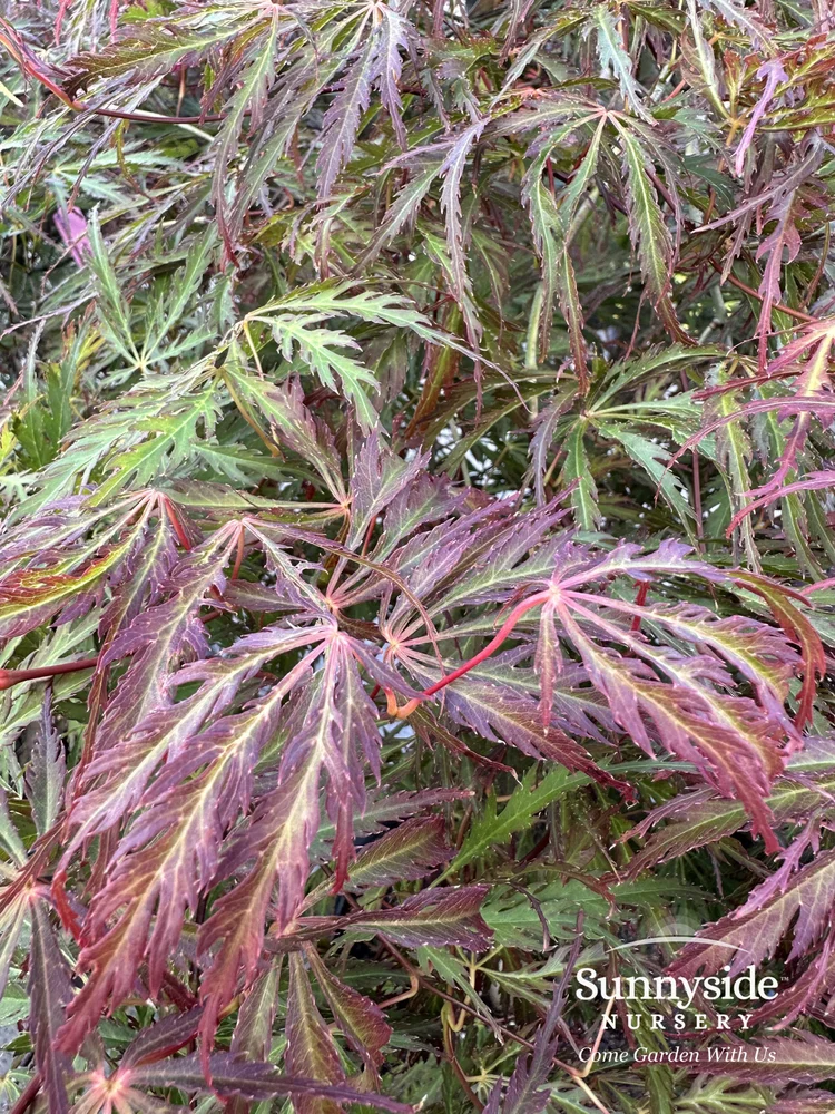 Lace-Leaf Japanese Maples — Sunnyside Nursery