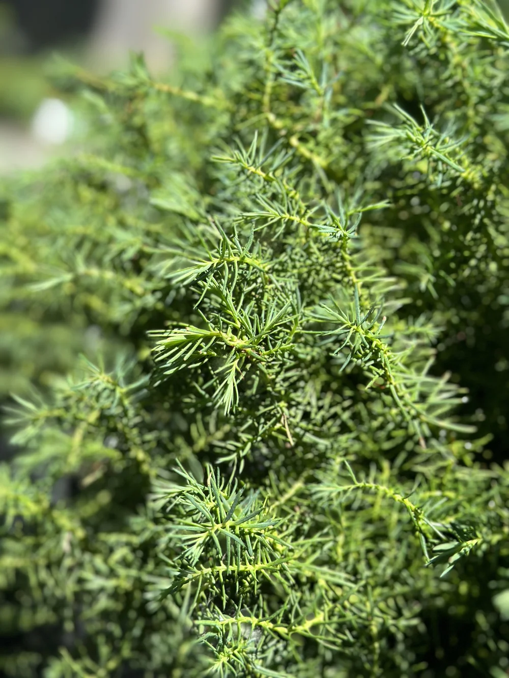 Cryptomeria — Sunnyside Nursery