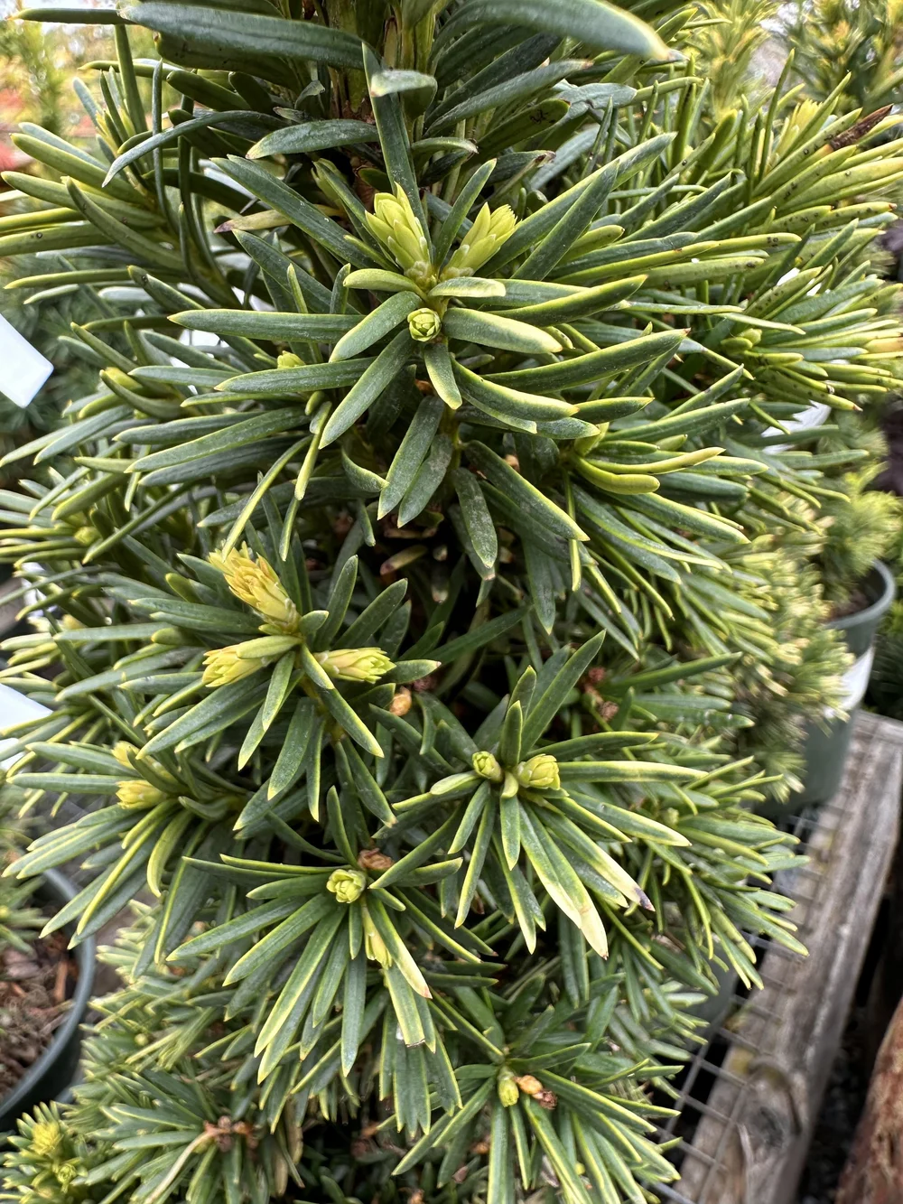 Taxus — Sunnyside Nursery