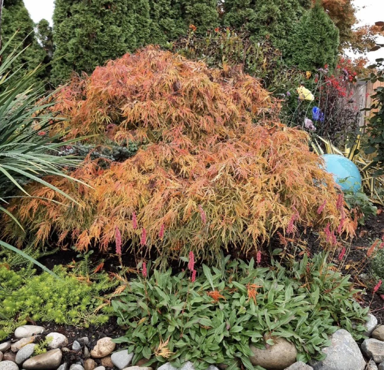 Japanese Maples for Spring Color — Sunnyside Nursery