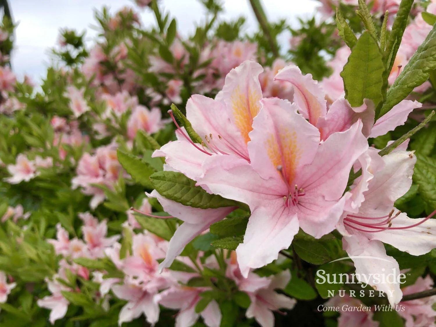 Deciduous Azaleas — Sunnyside Nursery