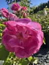 Floribunda Roses — Sunnyside Nursery