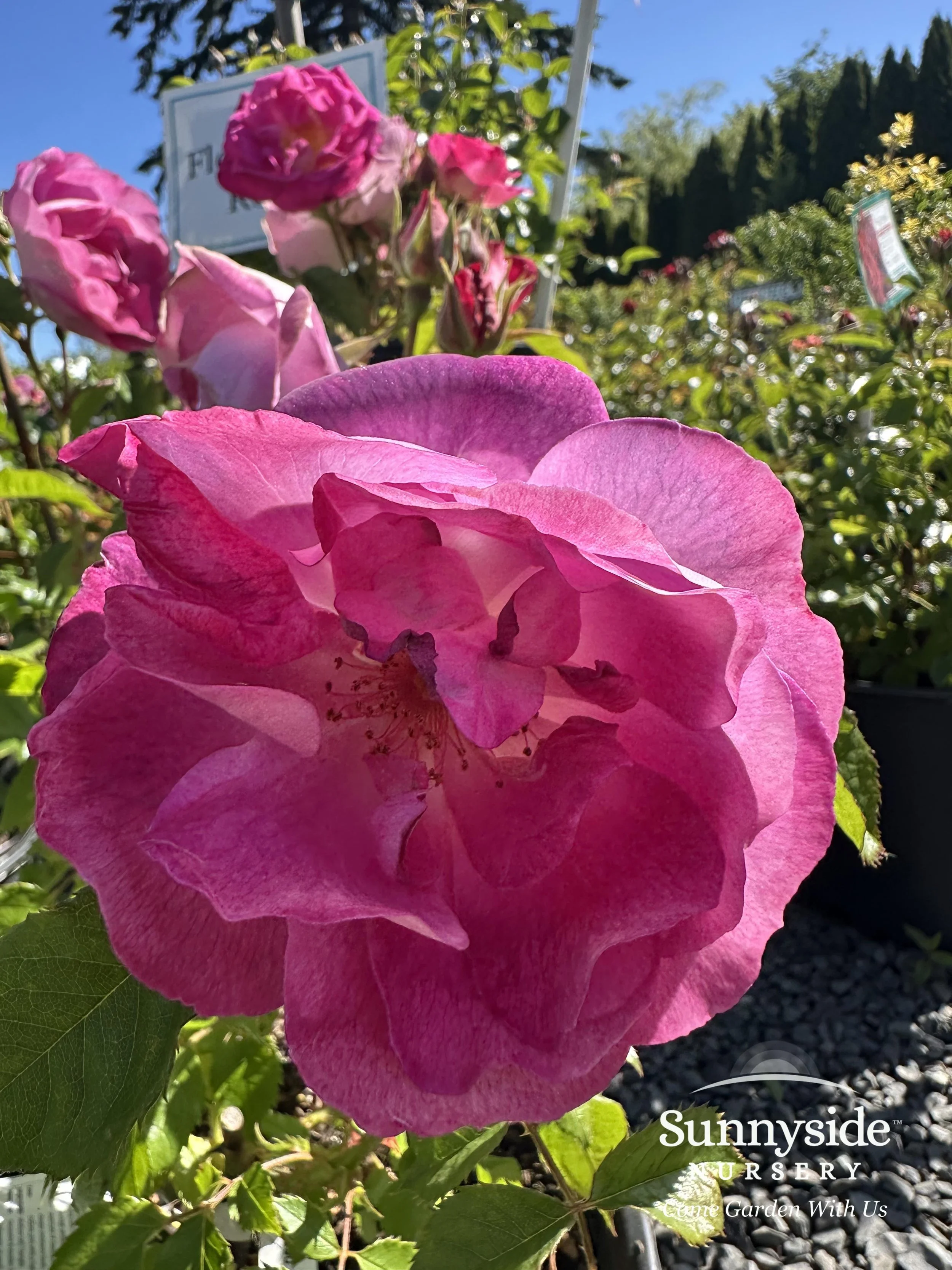 Floribunda Roses — Sunnyside Nursery