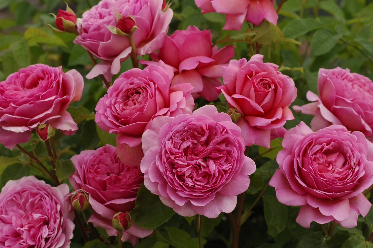 David Austin English Roses — Sunnyside Nursery