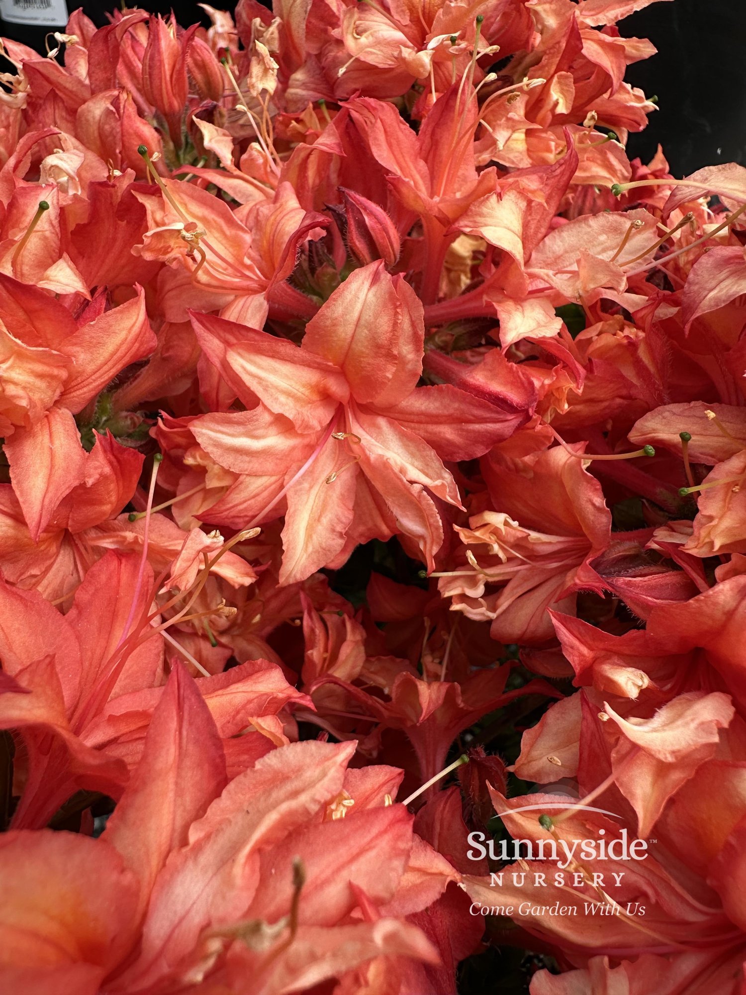 Red Deciduous Azaleas — Sunnyside Nursery