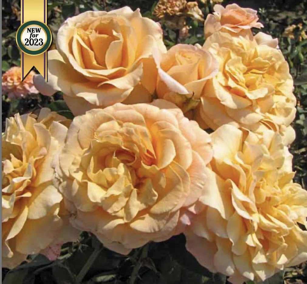 Floribunda Roses — Sunnyside Nursery