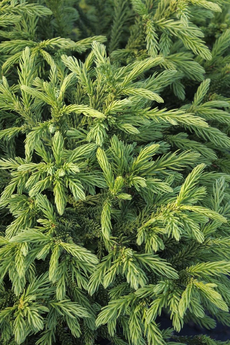 Cryptomeria — Sunnyside Nursery