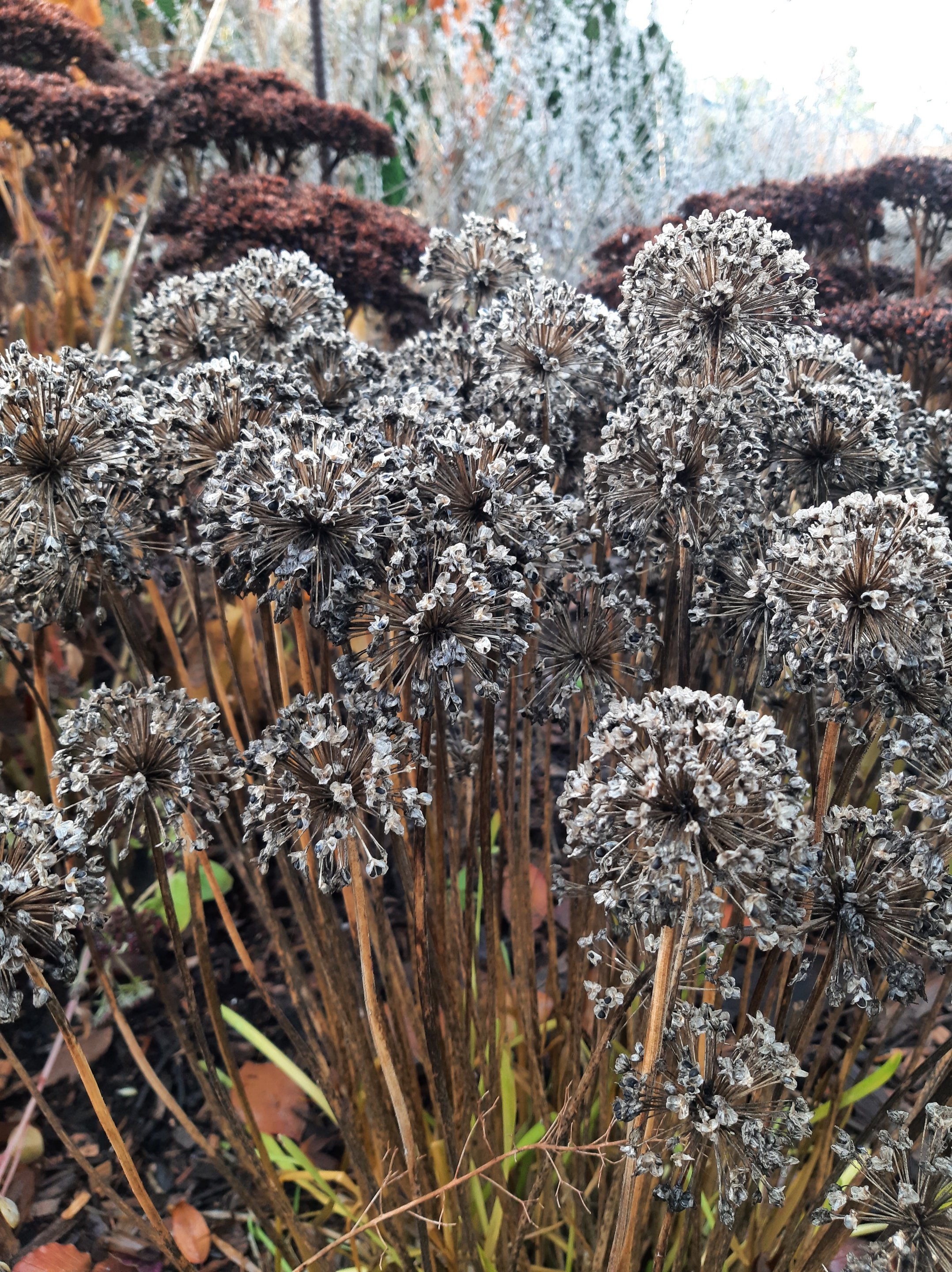 50 Shades Of Brown — Sunnyside Nursery