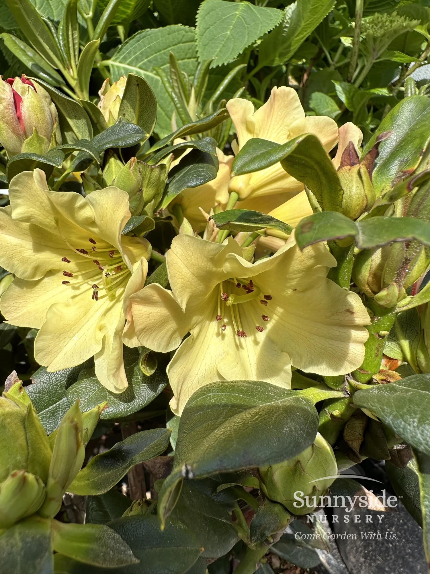 Orange & Yellow Rhododendrons — Sunnyside Nursery