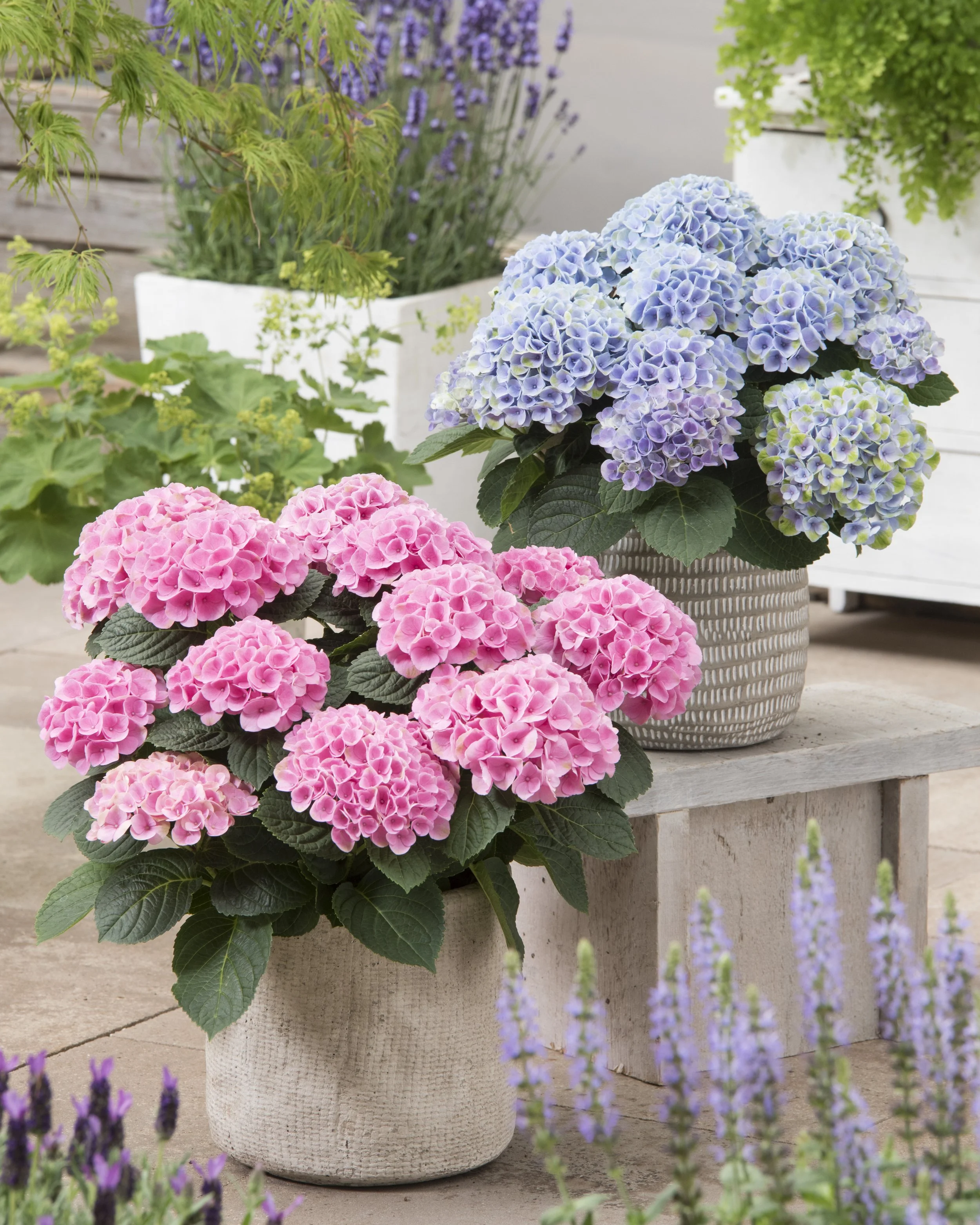 Big Leaf Hydrangeas — Sunnyside Nursery