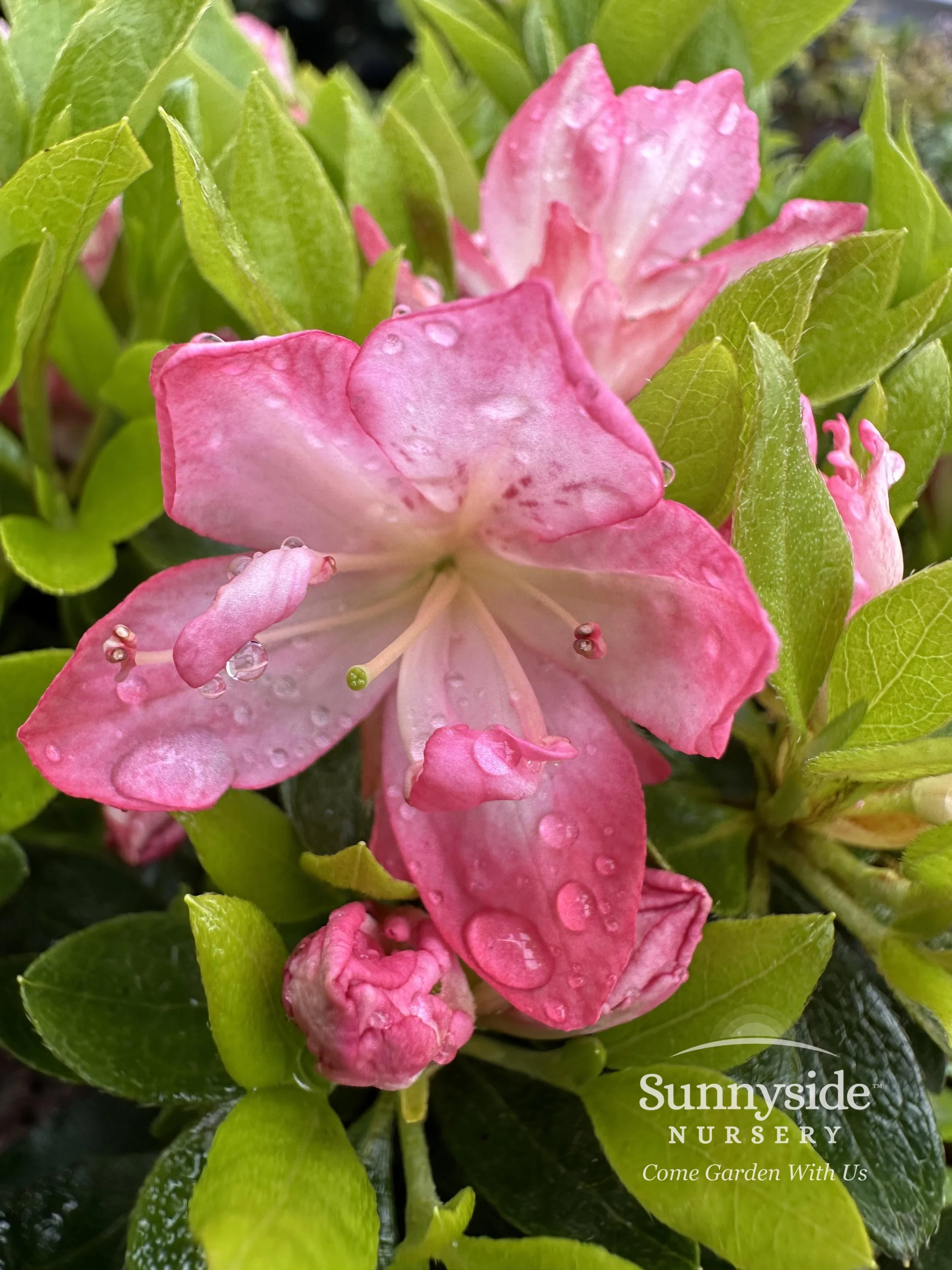 Pink Evergreen Azaleas — Sunnyside Nursery