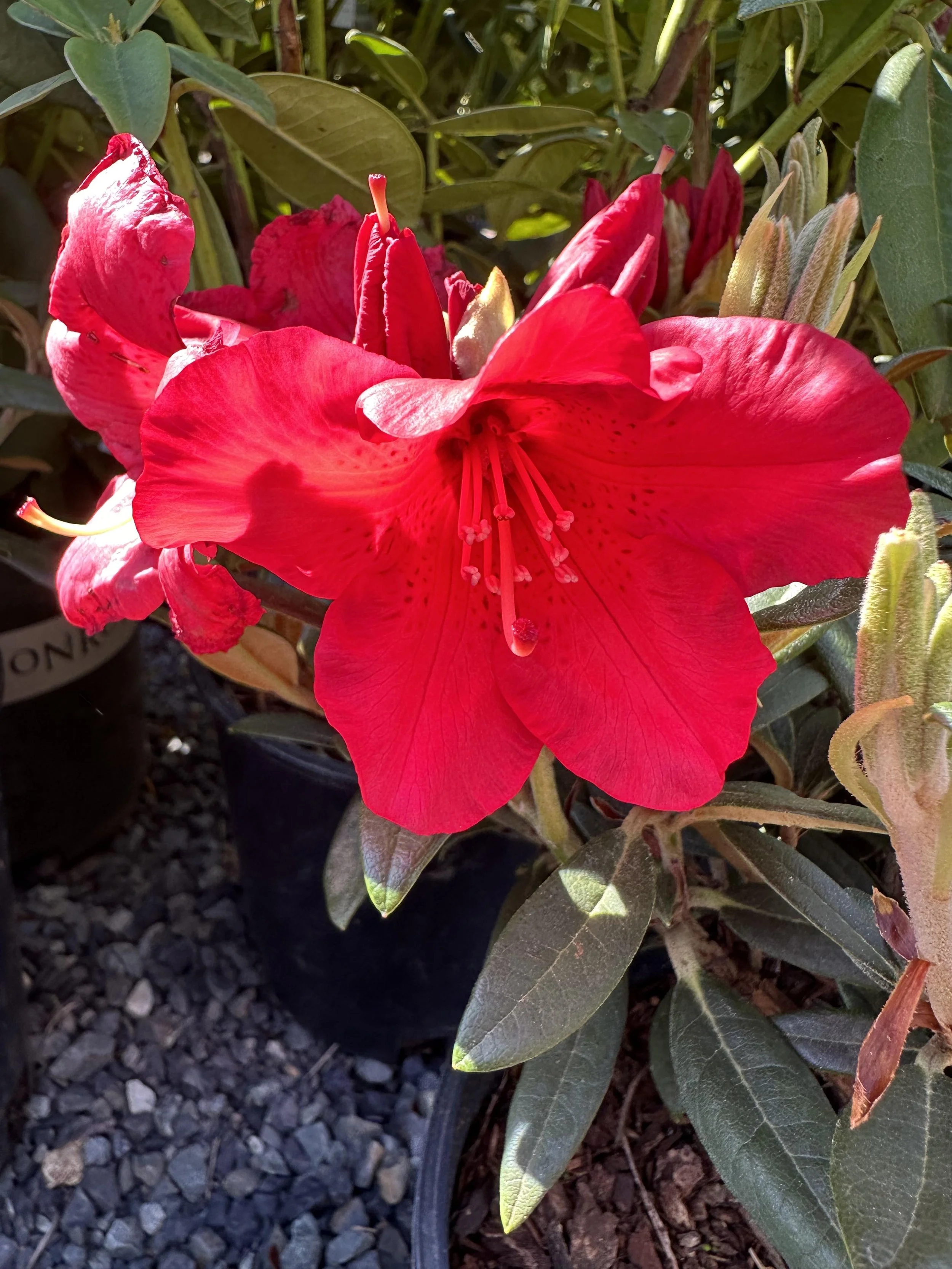 Red Rhododendrons — Sunnyside Nursery