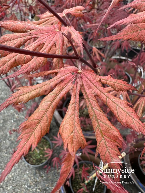 Japanese Maples Under 10 Feet N-Z — Sunnyside Nursery