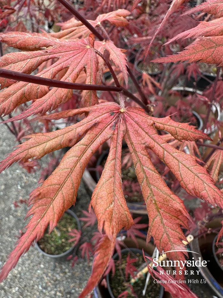 Japanese Maples Under 10 Feet N-Z — Sunnyside Nursery