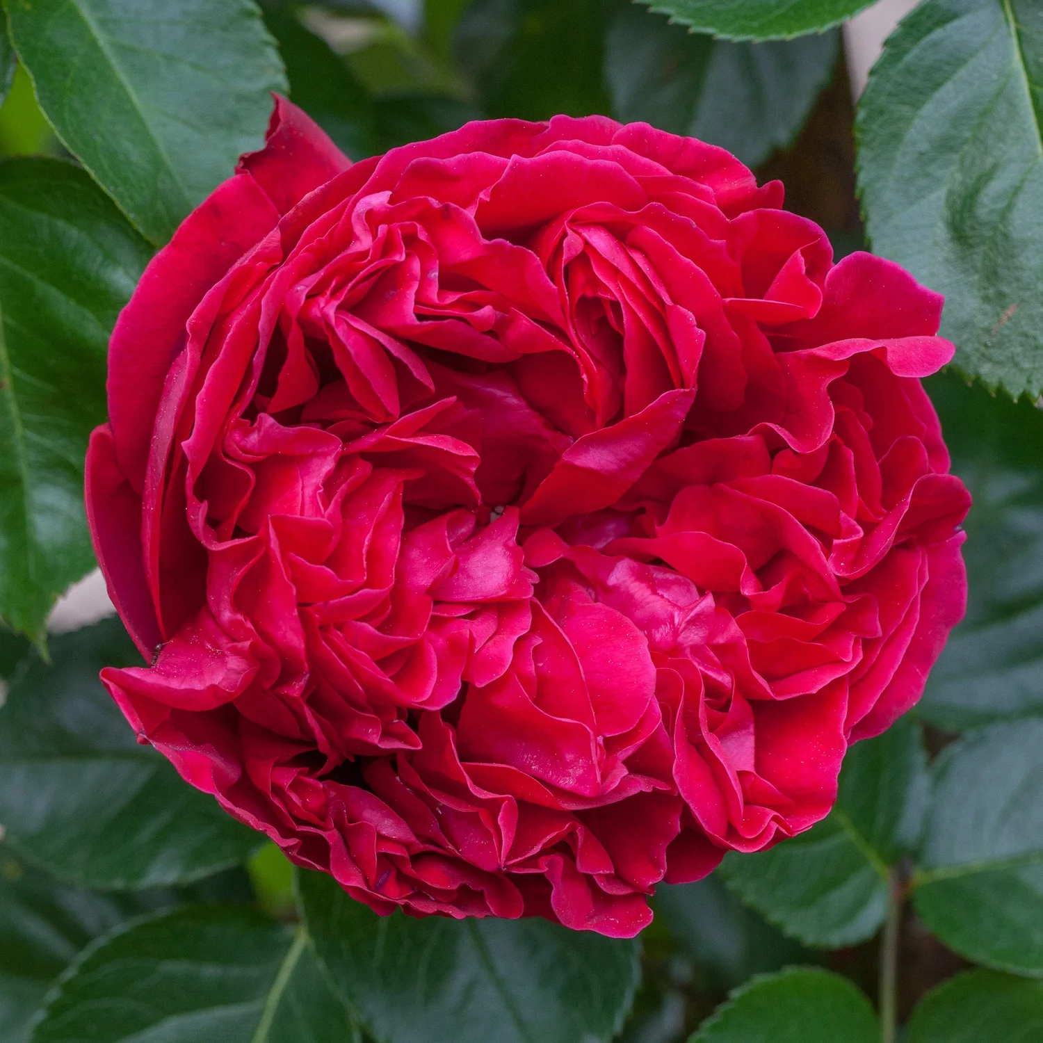 Climbing Roses — Sunnyside Nursery