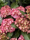 Seaside Serenade Hydrangeas — Sunnyside Nursery