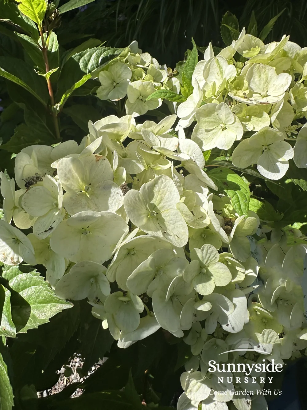 Big Leaf Hydrangeas — Sunnyside Nursery