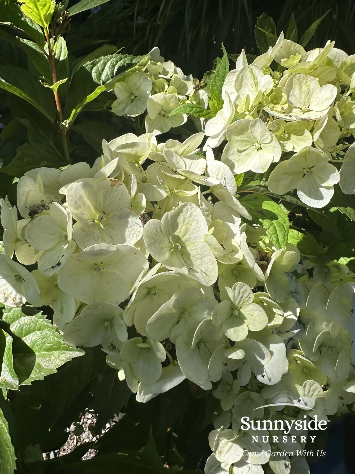 Big Leaf Hydrangeas — Sunnyside Nursery