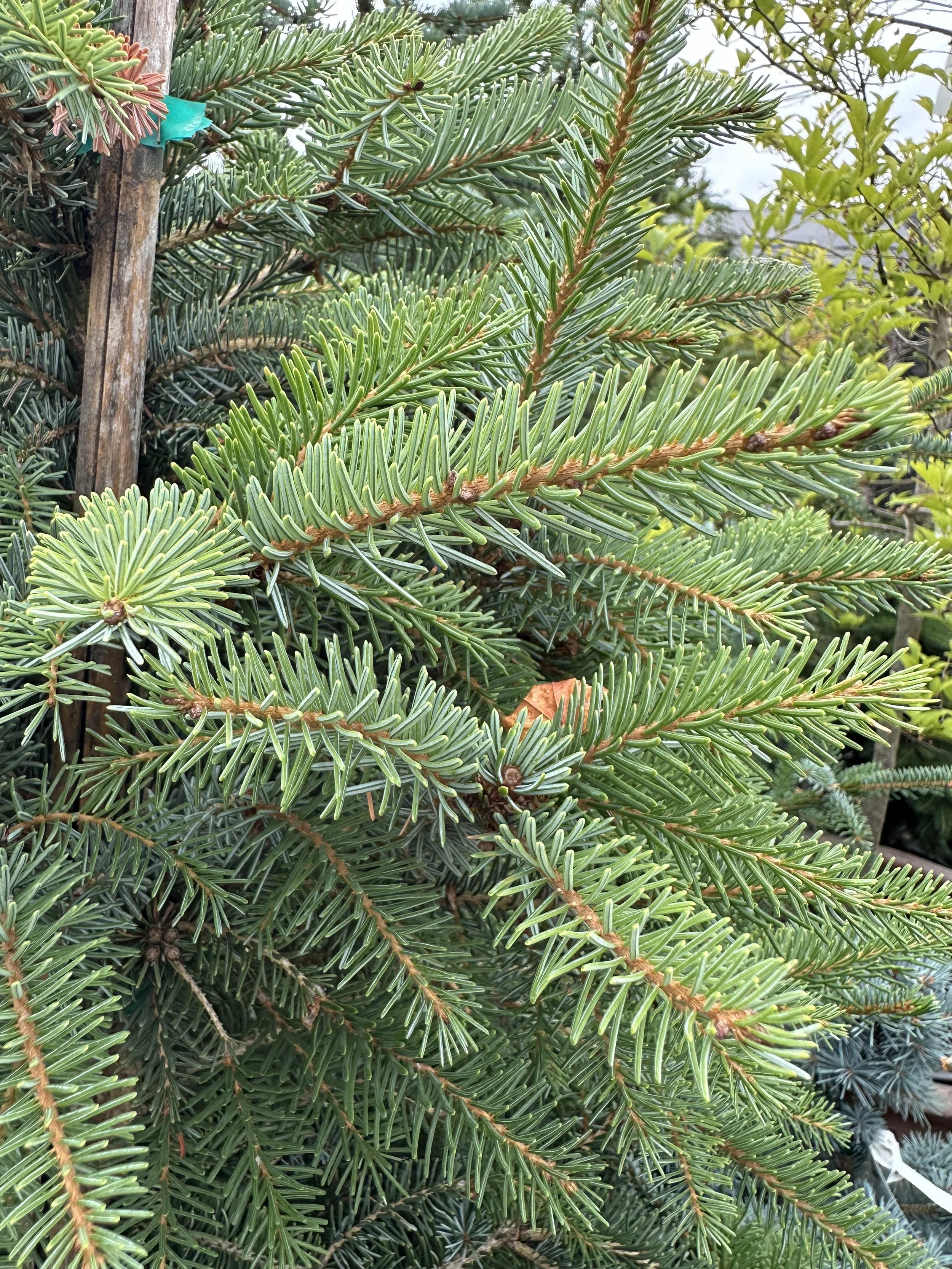Picea — Sunnyside Nursery