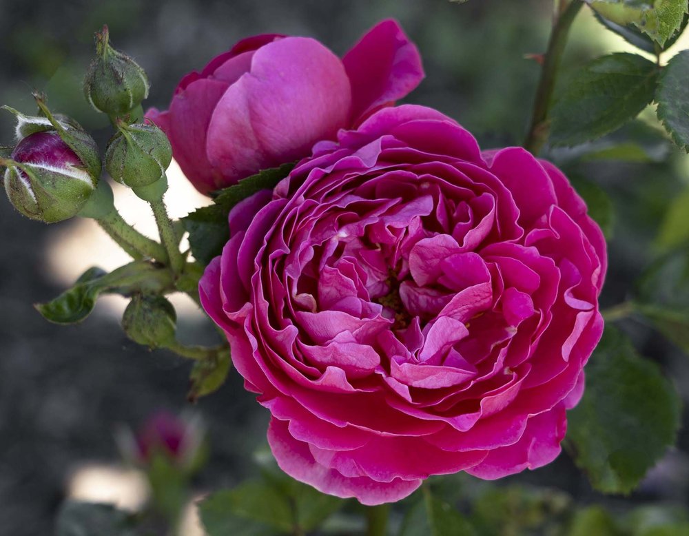 Brand New 2024 Roses — Sunnyside Nursery