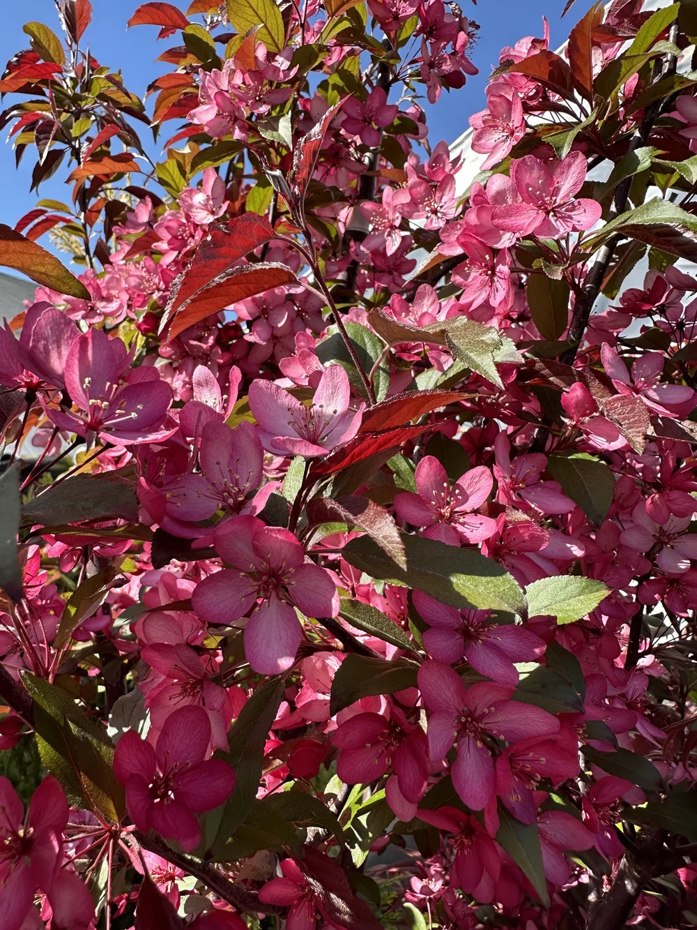 Flowering Crabapple Trees — Sunnyside Nursery