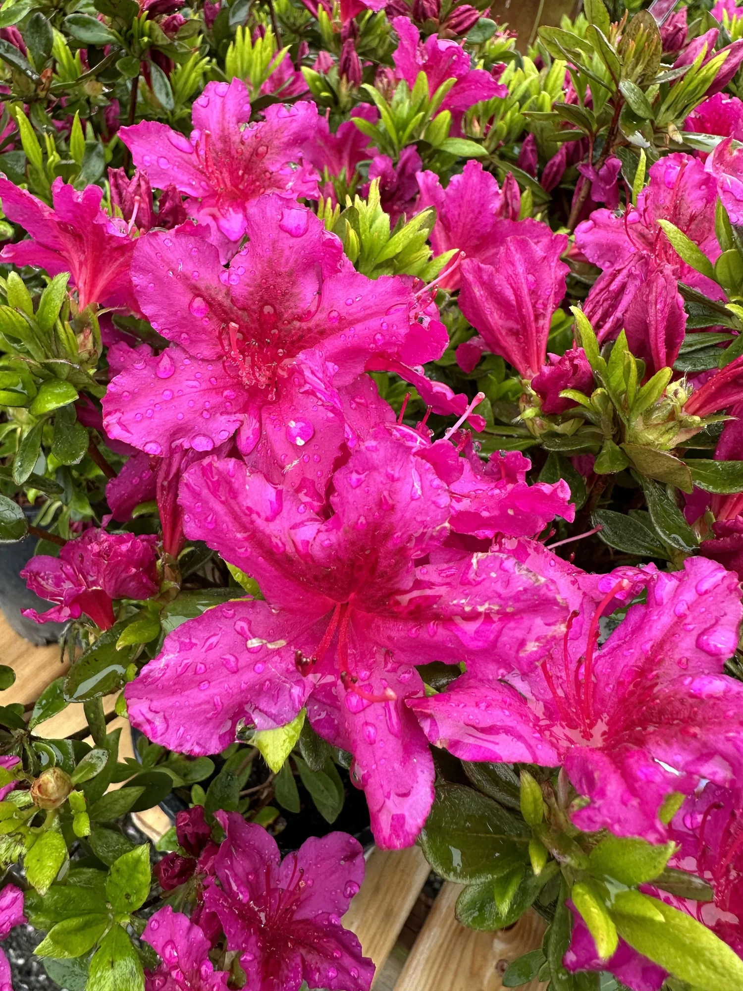 Purple Evergreen Azaleas — Sunnyside Nursery