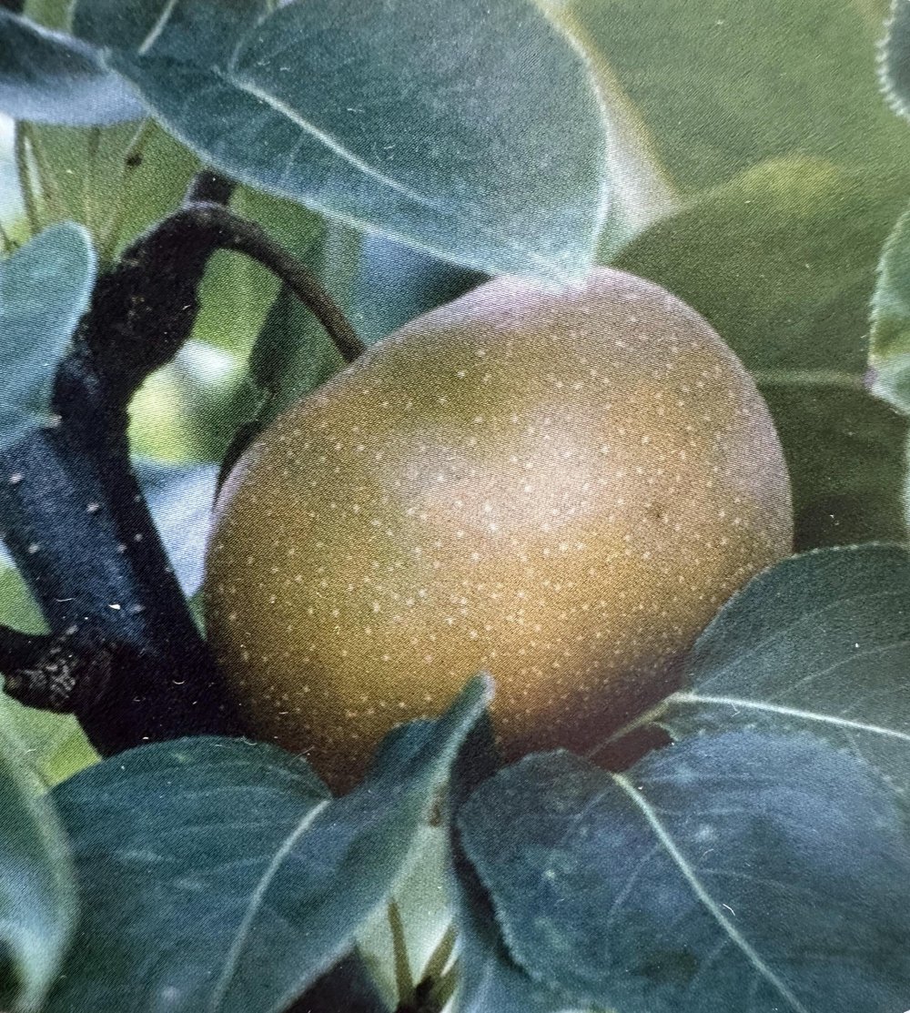 Pear Trees — Sunnyside Nursery