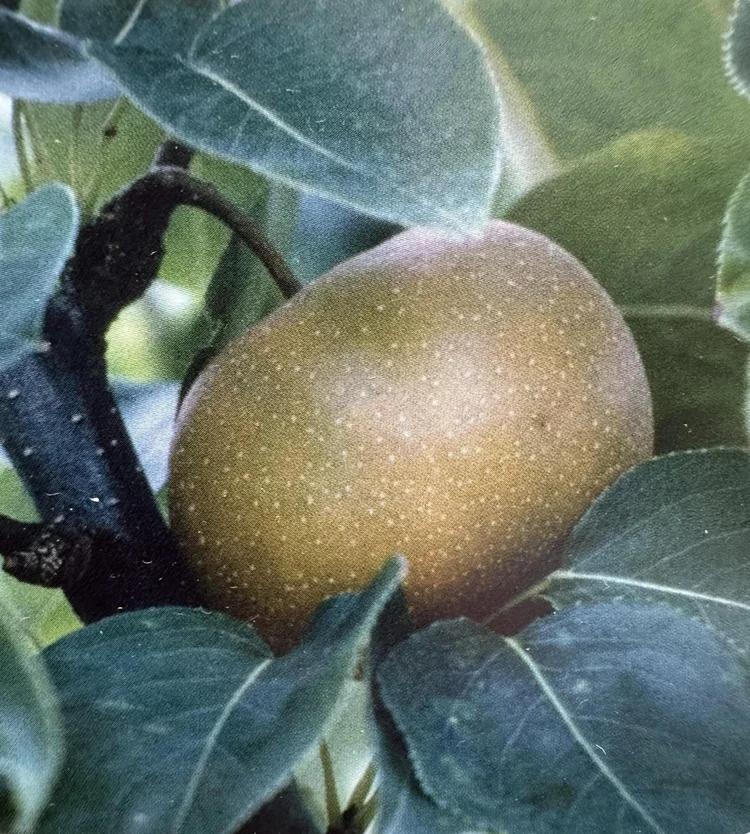 Pear Trees — Sunnyside Nursery