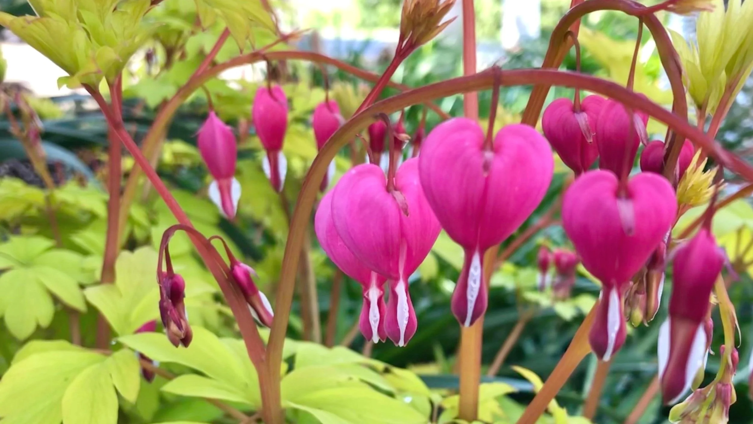 Introducing 'Ruby Gold' Bleeding Heart — Sunnyside Nursery