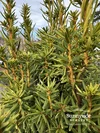 Taxus — Sunnyside Nursery