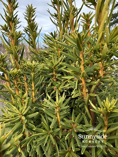Taxus — Sunnyside Nursery