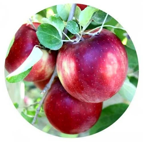 Free Classes — Sunnyside Nursery