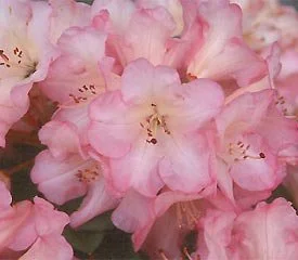 Pink Rhododendrons — Sunnyside Nursery