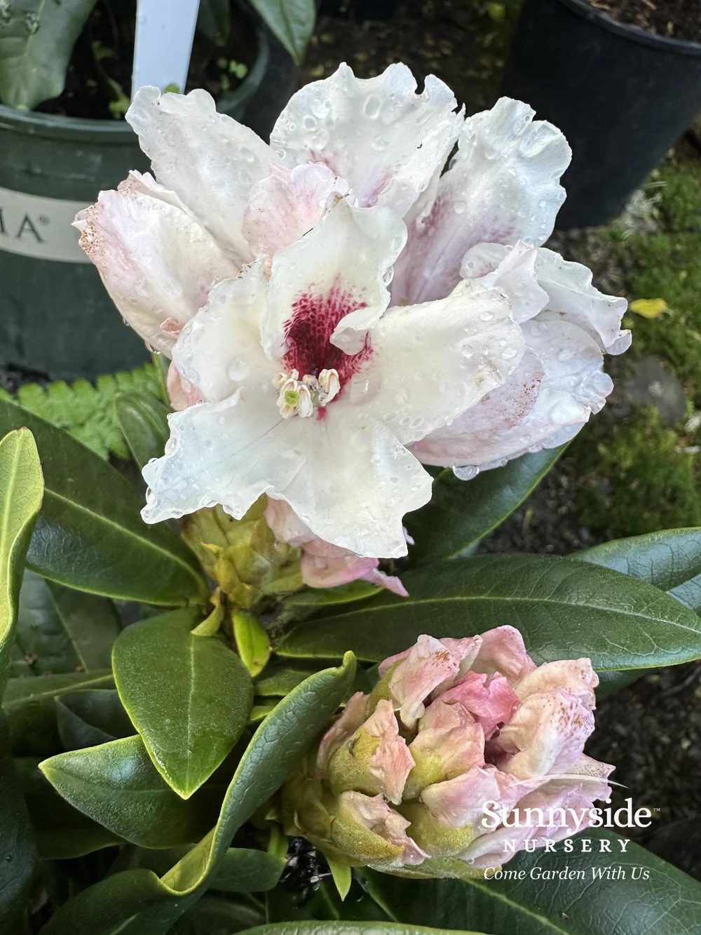 White Rhododendrons — Sunnyside Nursery