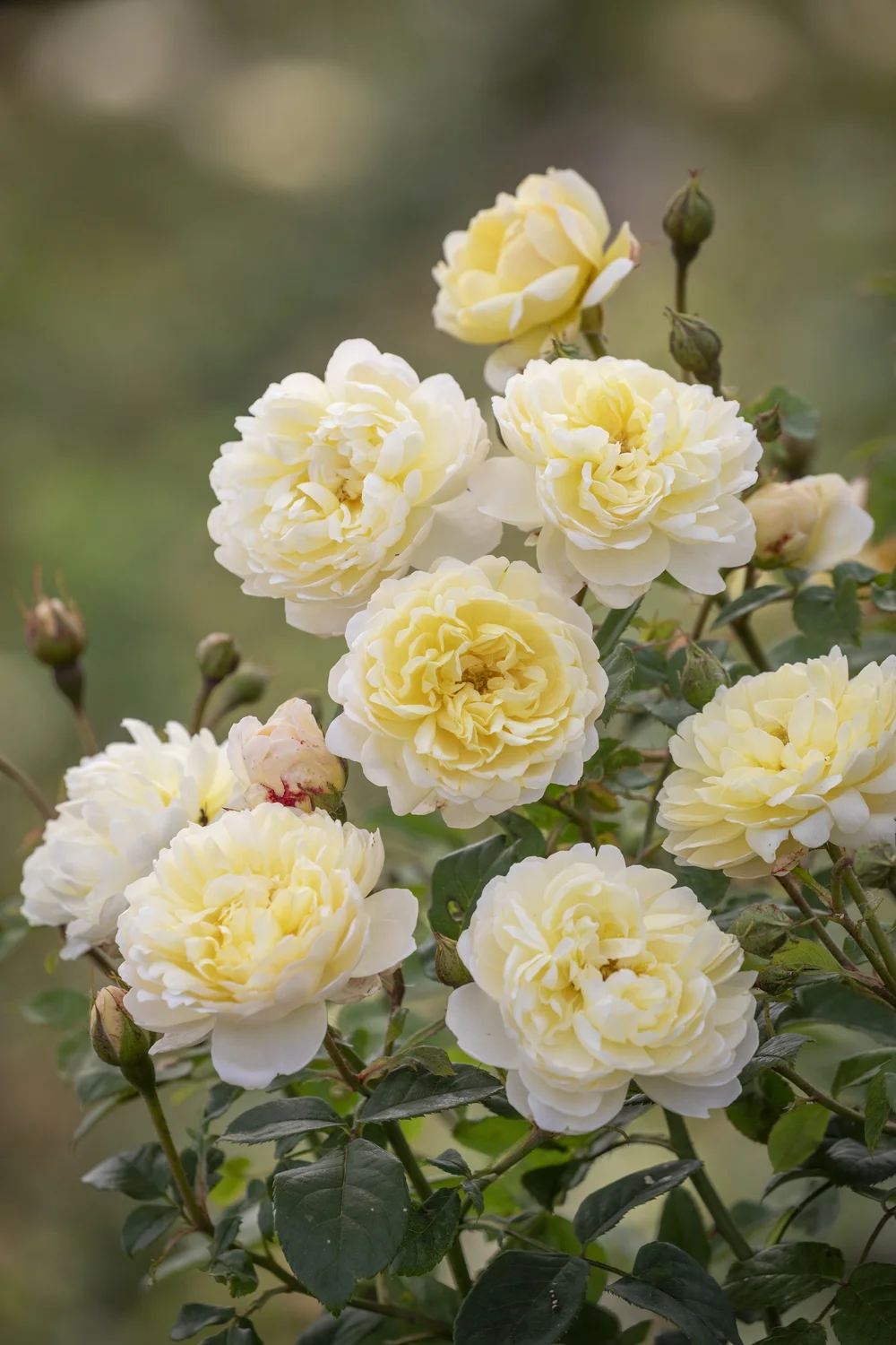 David Austin English Roses — Sunnyside Nursery