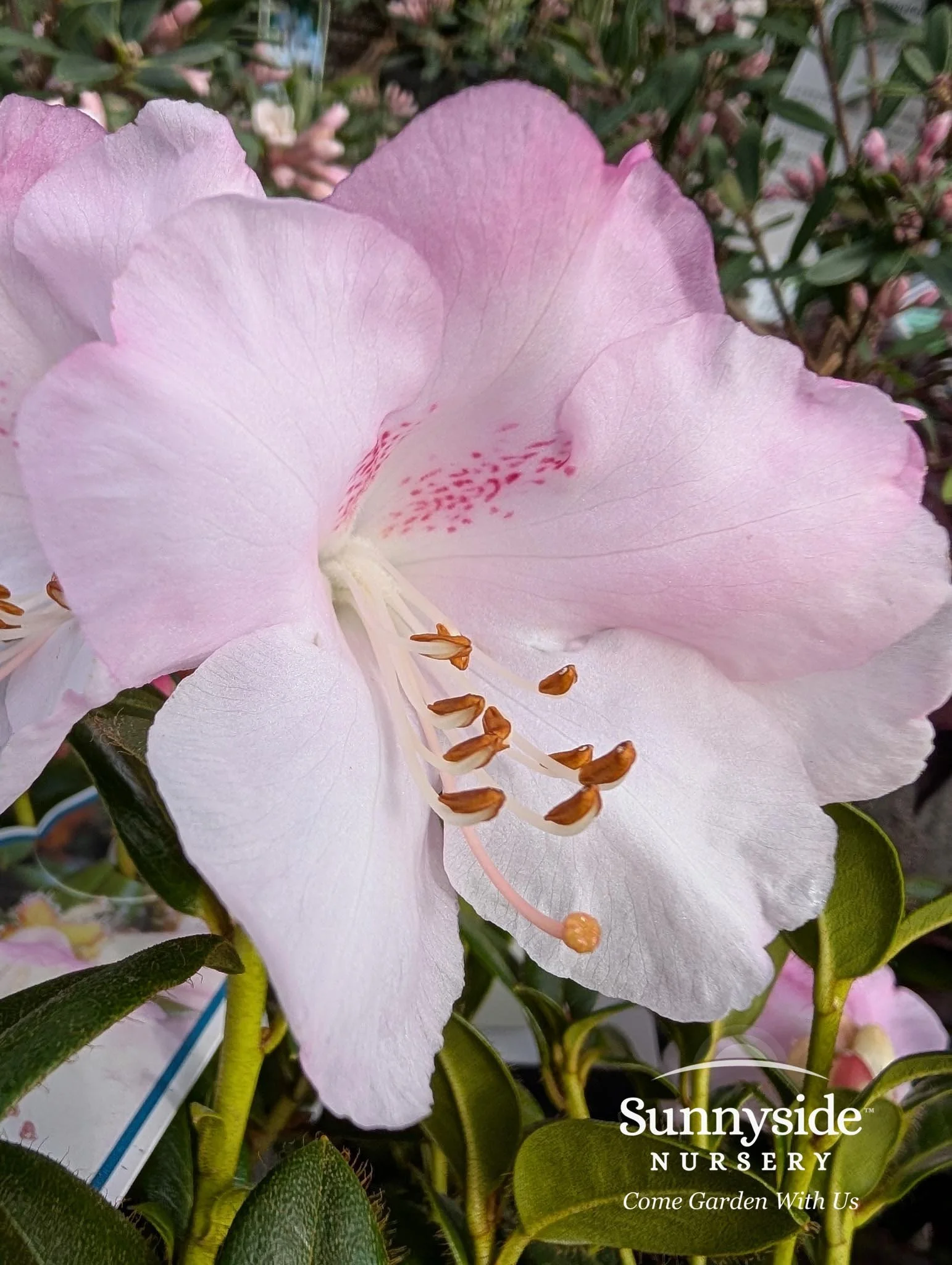 Pink Rhododendrons — Sunnyside Nursery