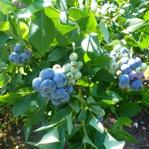 Blueberries — Sunnyside Nursery