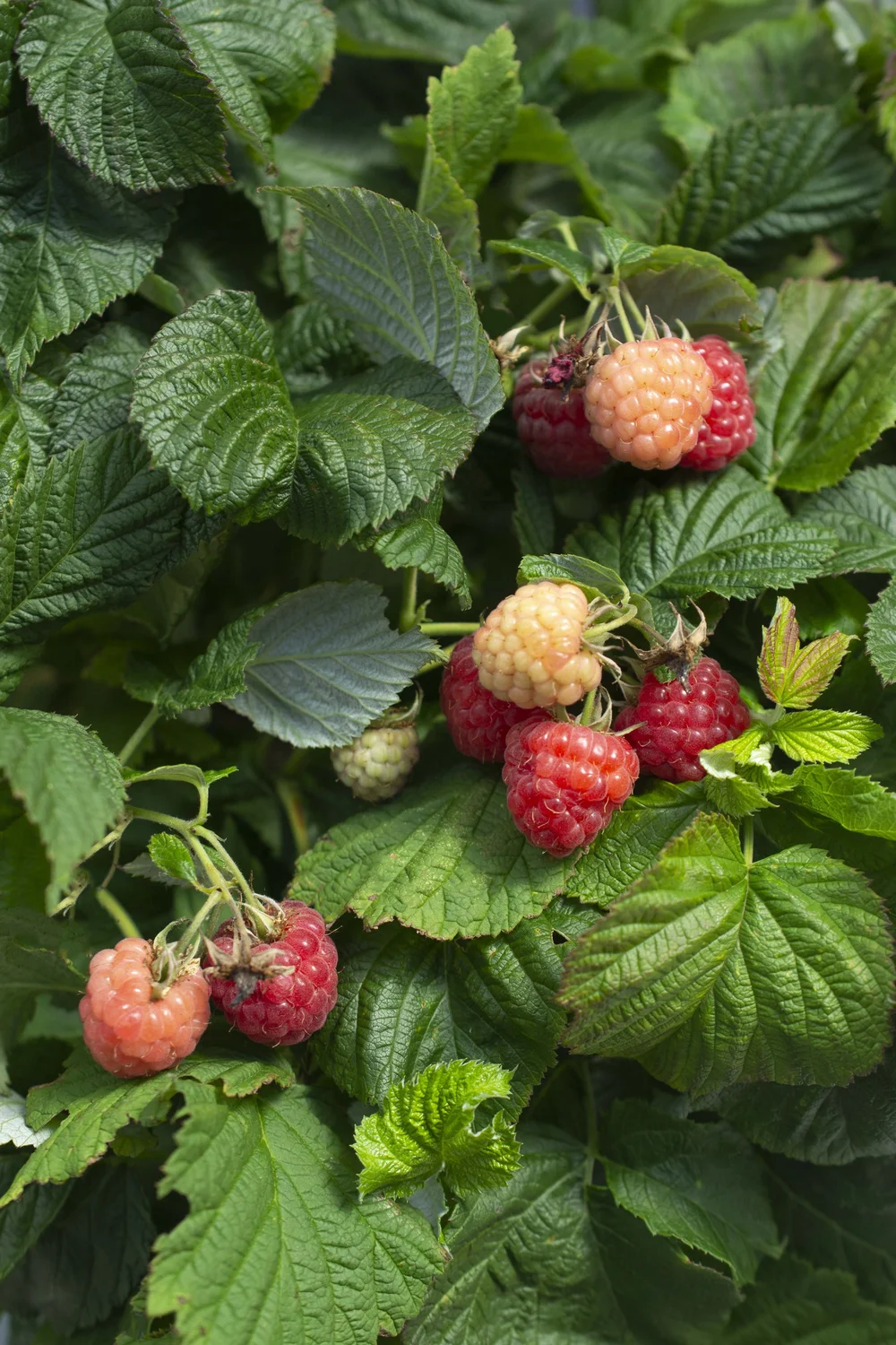 Raspberries — Sunnyside Nursery