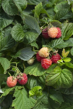 Raspberries — Sunnyside Nursery