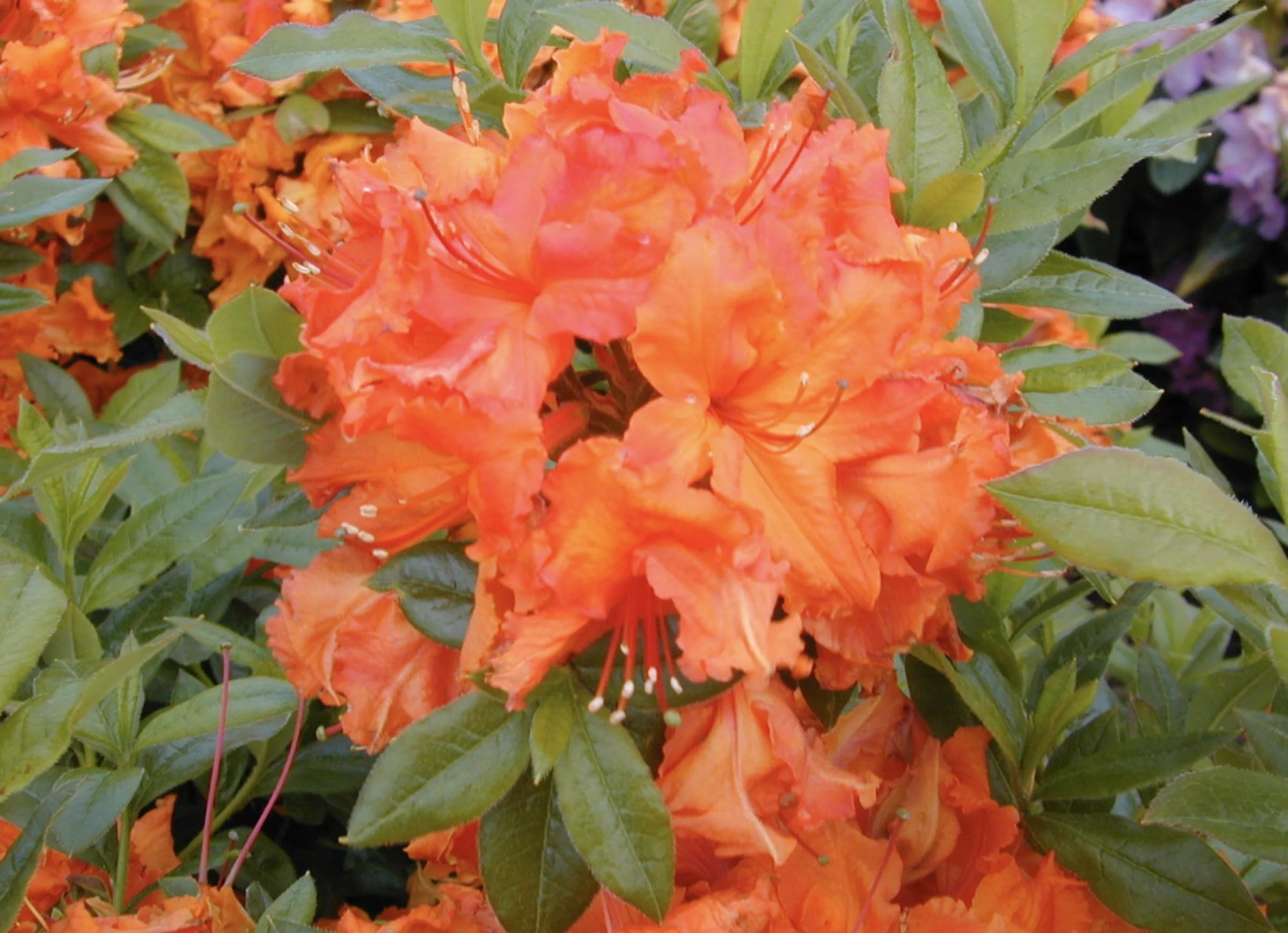 Orange & Yellow Deciduous Azaleas — Sunnyside Nursery