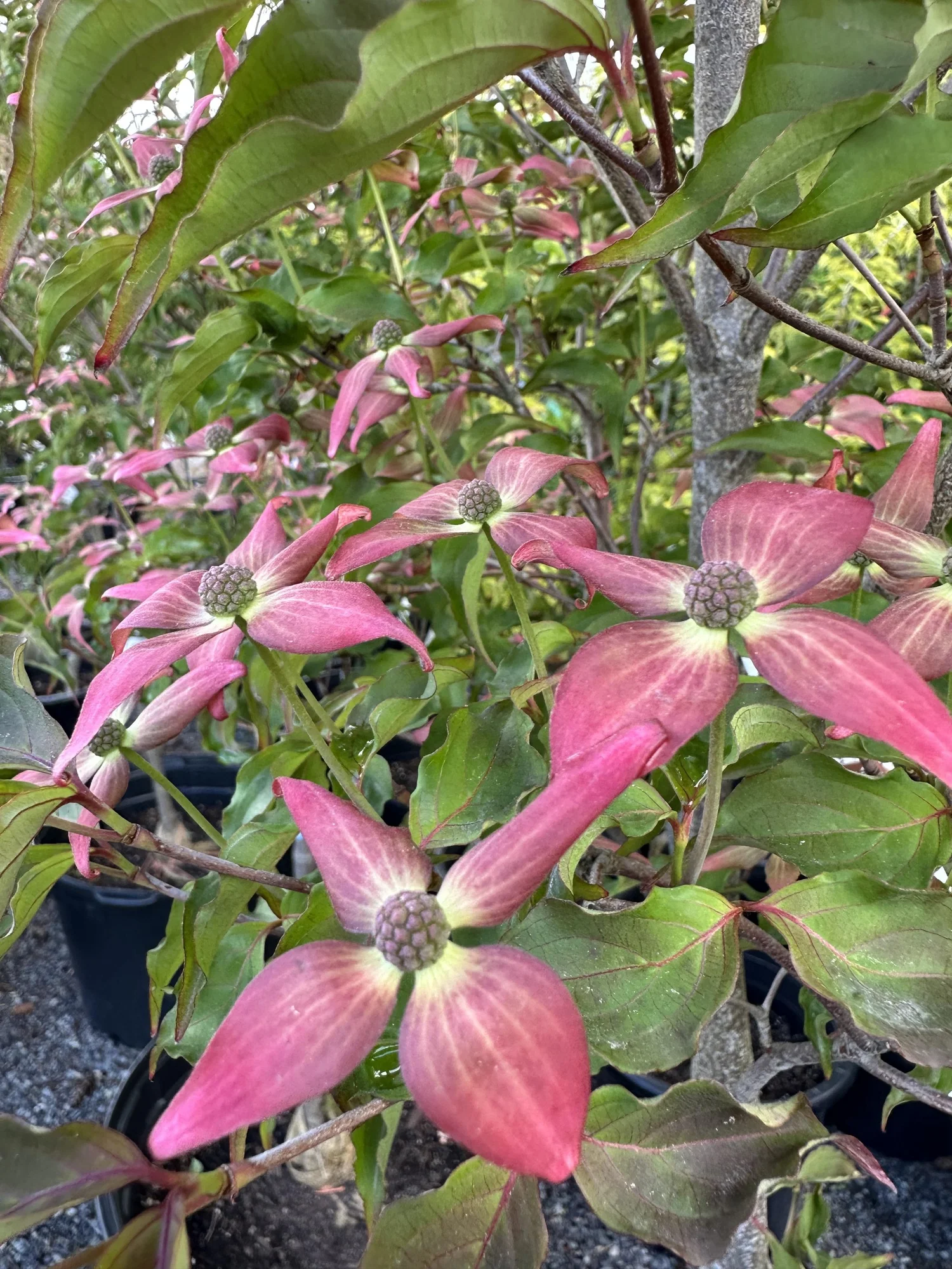 Dogwood Trees — Sunnyside Nursery