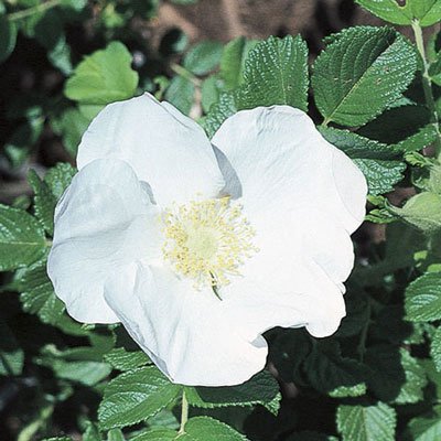 Rugosa Roses — Sunnyside Nursery