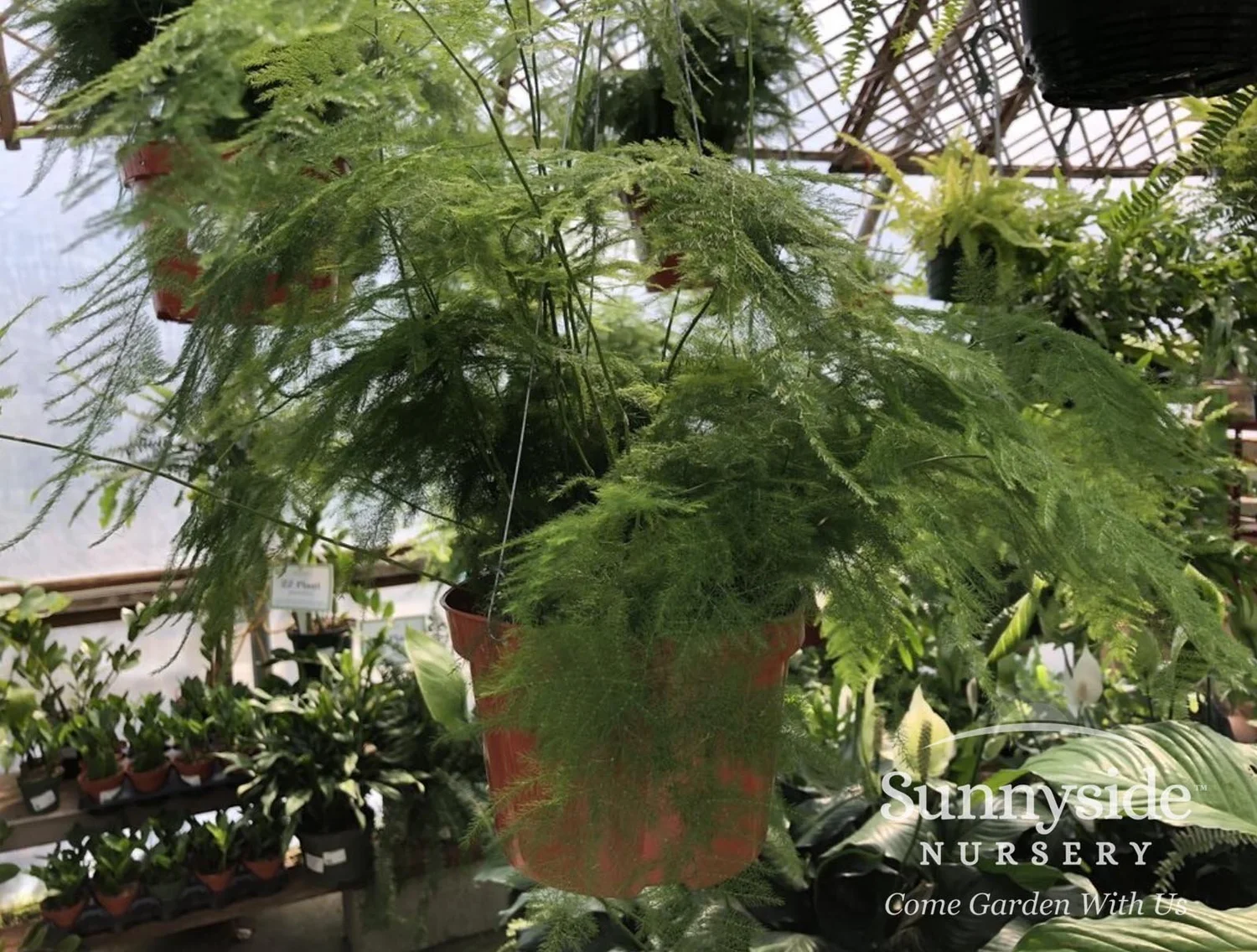 Medium Light Houseplants — Sunnyside Nursery